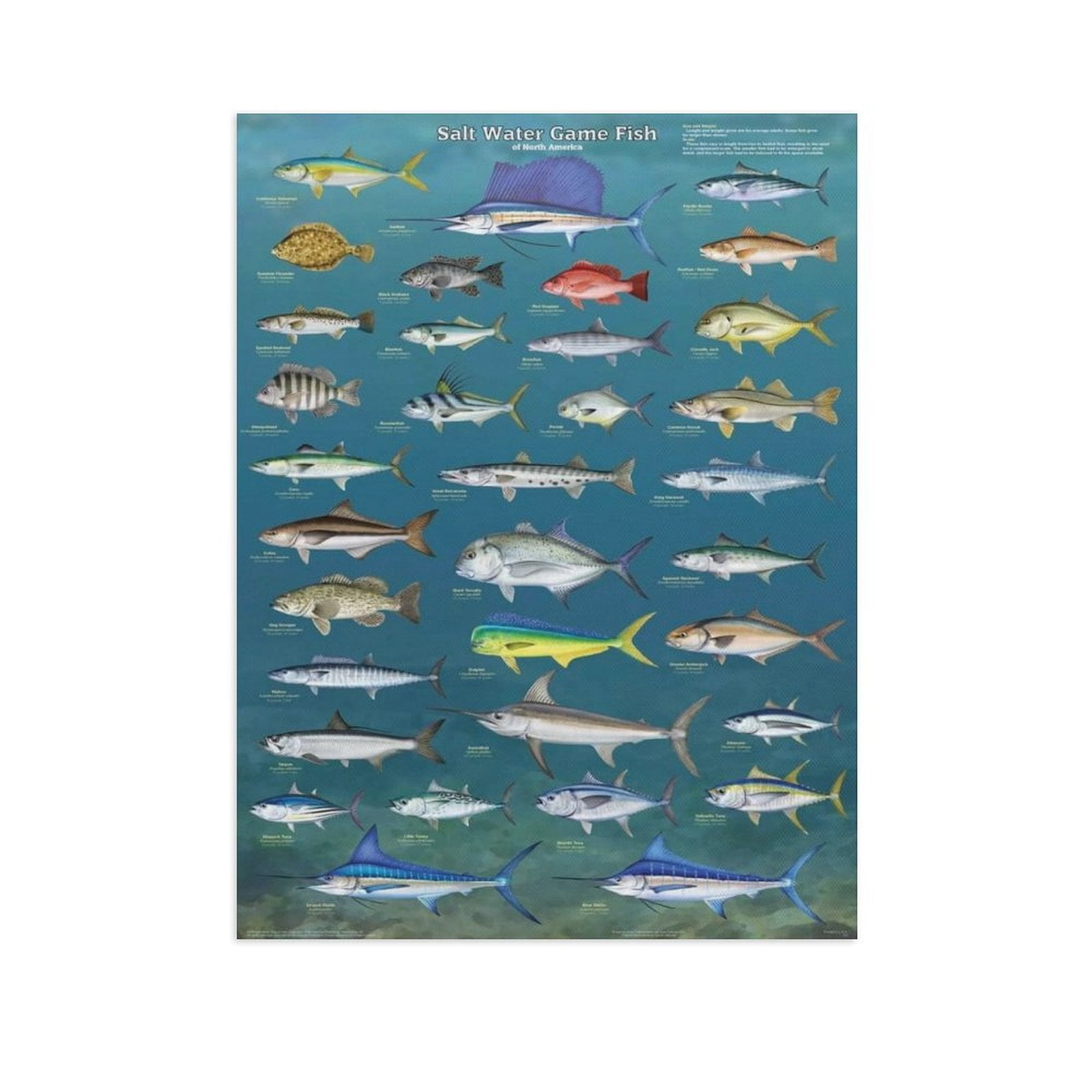 AABERIC Salt Water Game Fish of North America Educational Reference ...