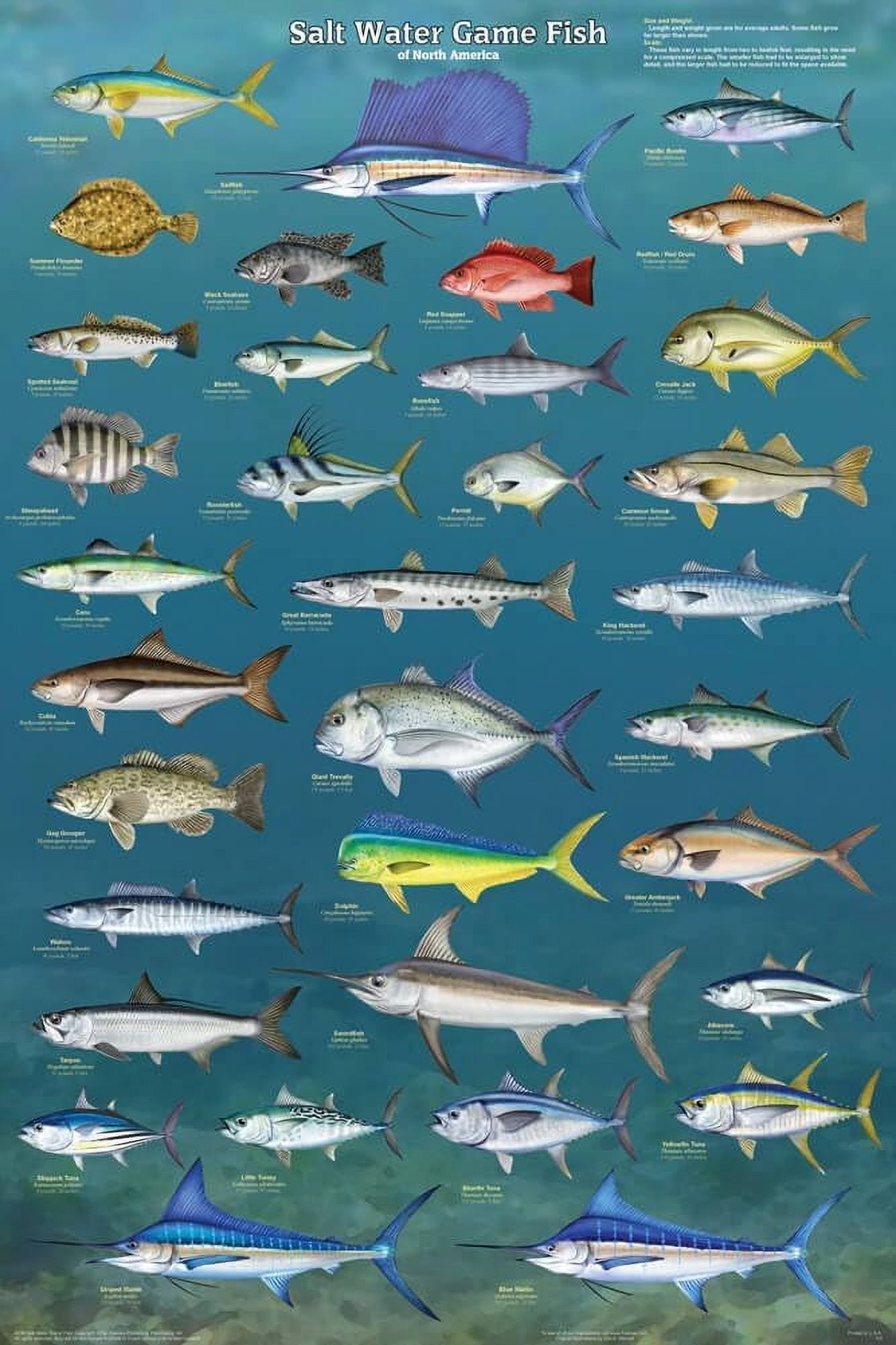 AABERIC Salt Water Game Fish of North America Educational Reference ...