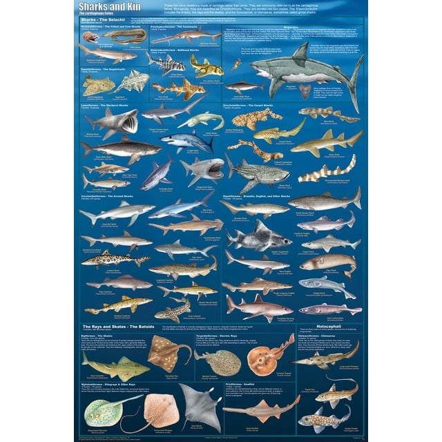 AABERIC Sharks & Kin Sealife Mammals Educational Science Classroom ...