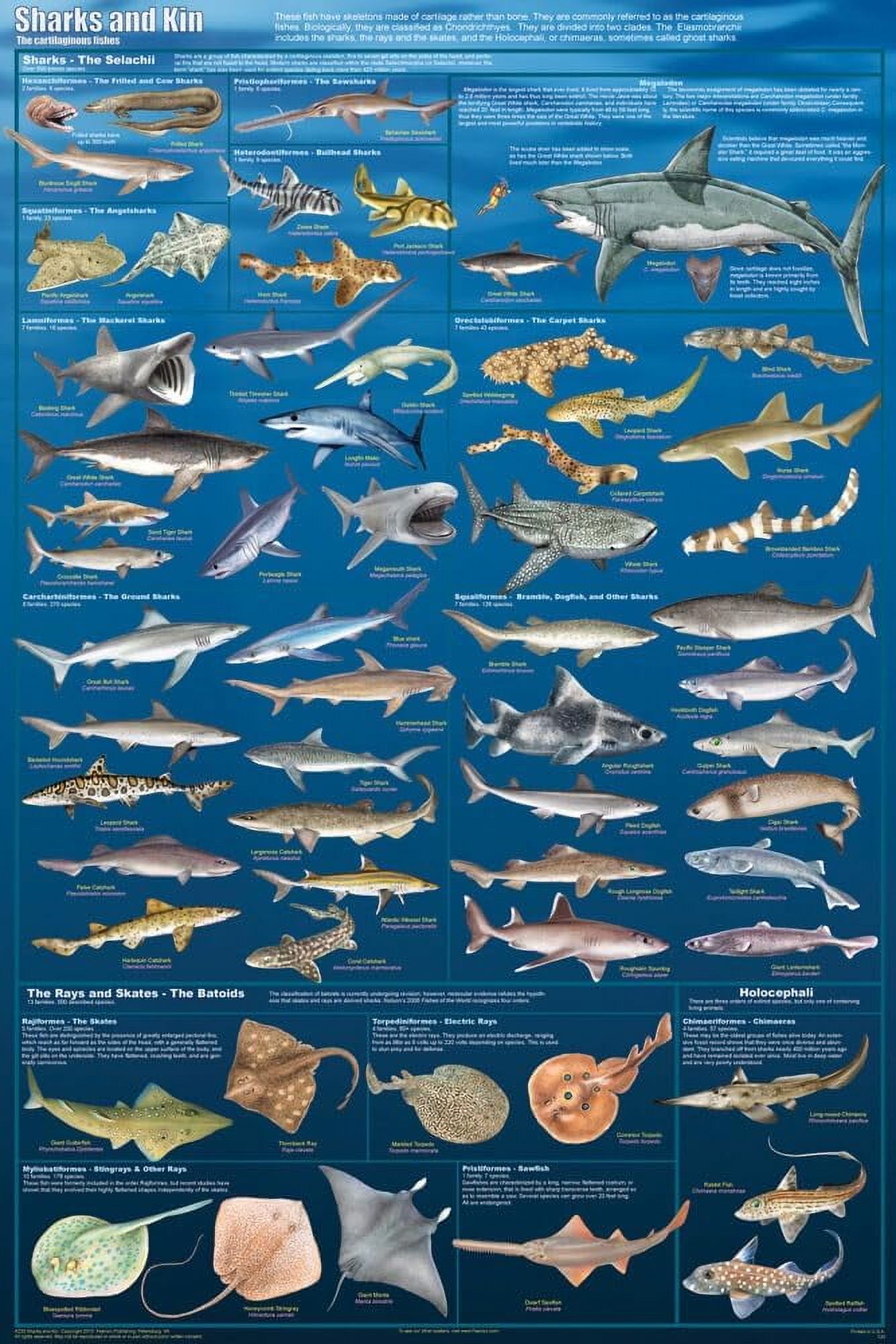 AABERIC Sharks & Kin Sealife Mammals Educational Science Classroom ...