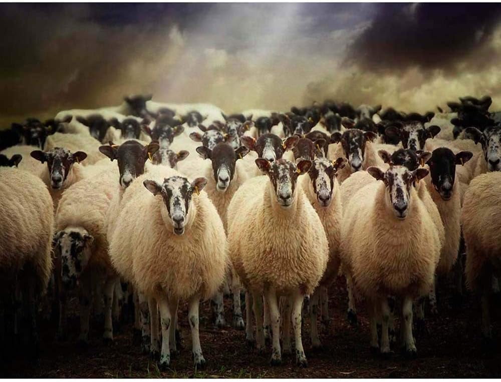 AABERIC Sheep Flock Farm Animal Wall Art Print Poster Home Decor ...