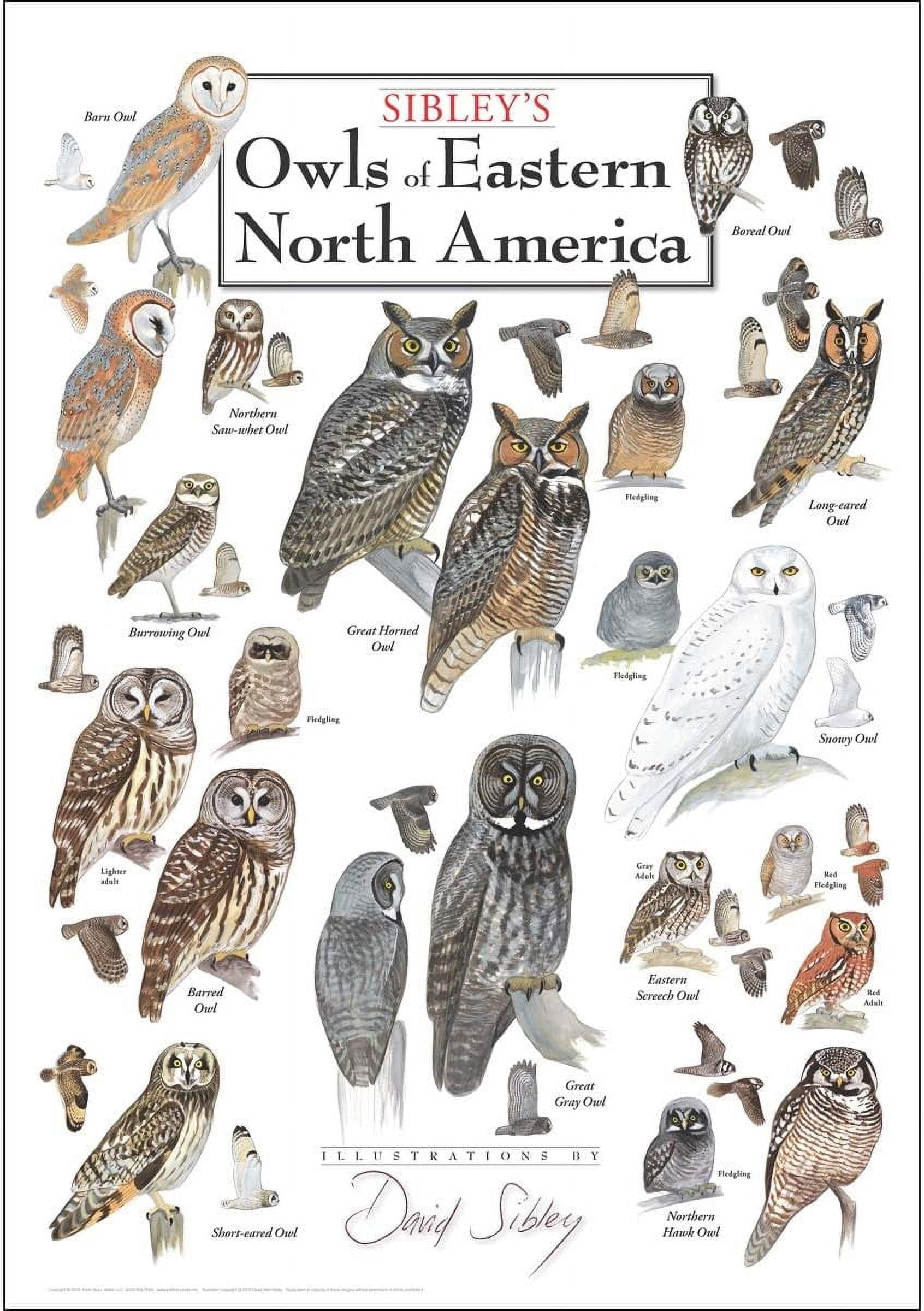 AABERIC - Sibley’s Owls of Eastern North America - Poster Framed 20x16 ...
