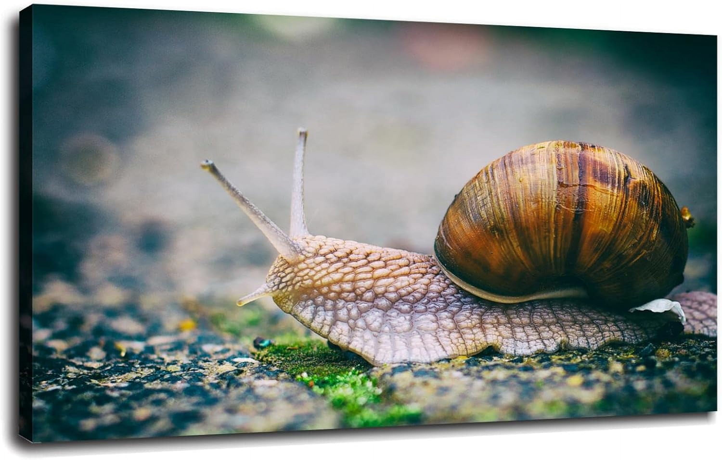 AABERIC Snail Posters Canvas Wall Art Decor For Living Room Bedroom Of ...