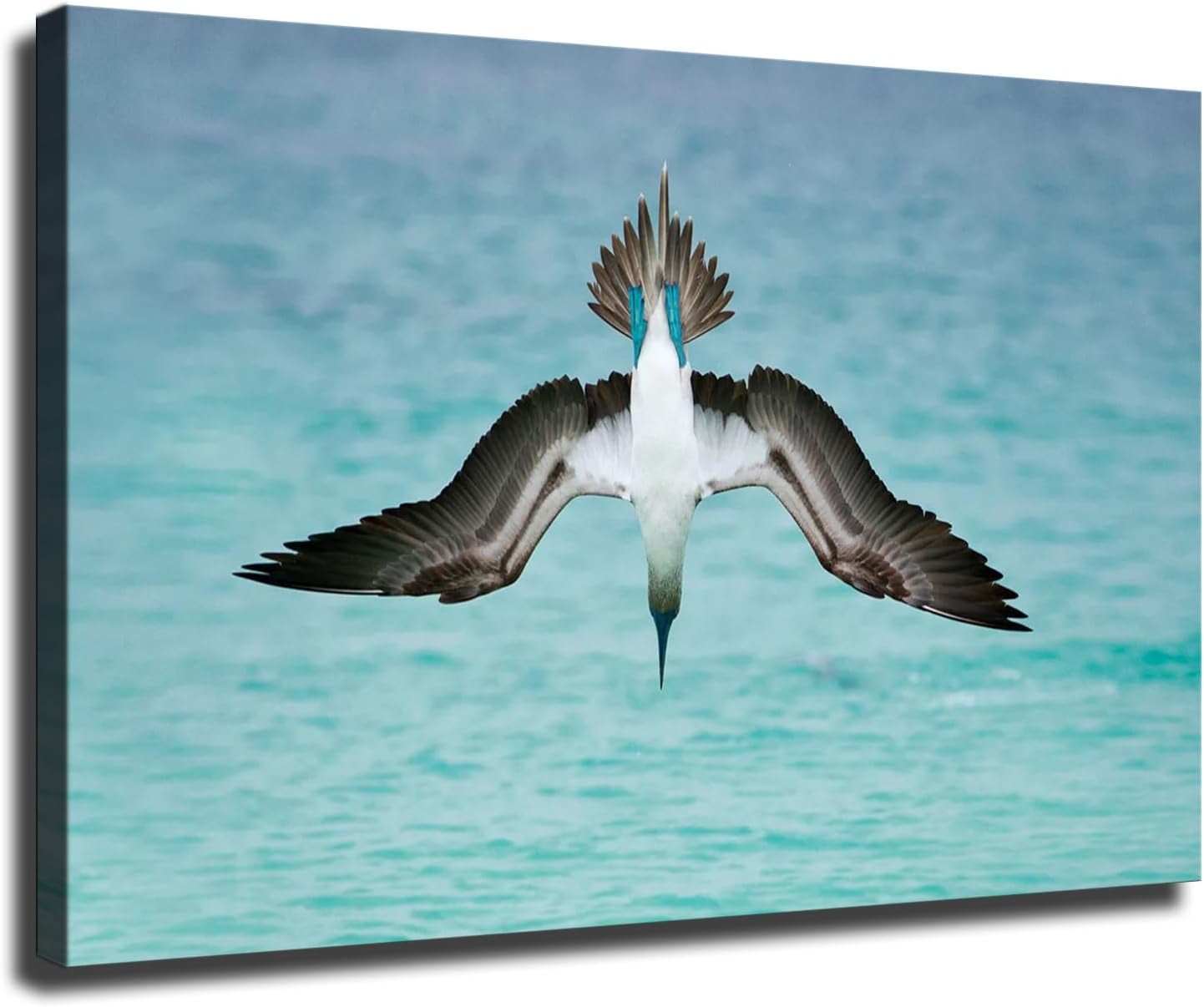 AABERIC Swooping Blue Footed Booby Animal Cute Tropical Animal Poster ...