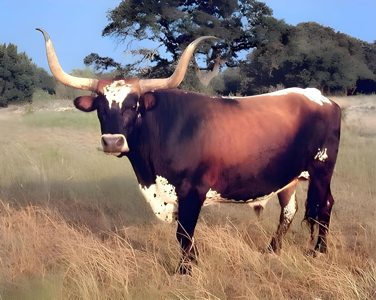 AABERIC Texas Longhorn Cow Steer Cattle Farm Nature Animal Landscape ...