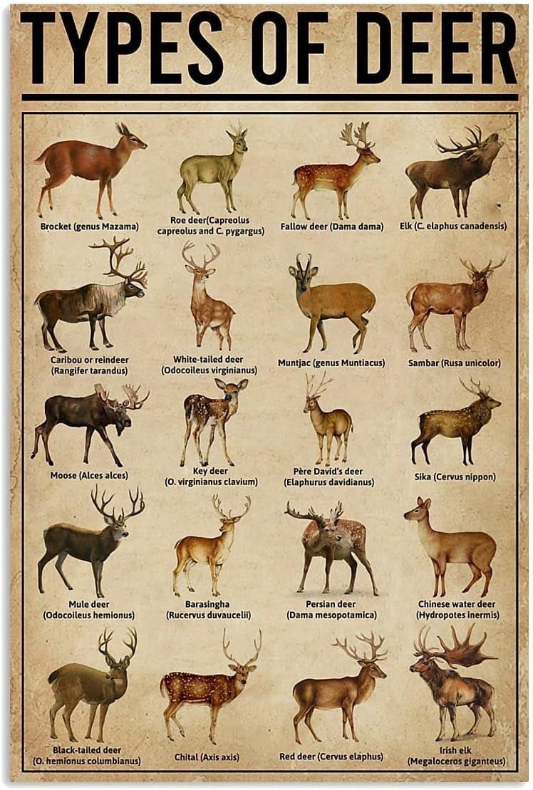 AABERIC Types Of Art Poster Prints 2 (Types Of Ants Vertical Art Poster ...