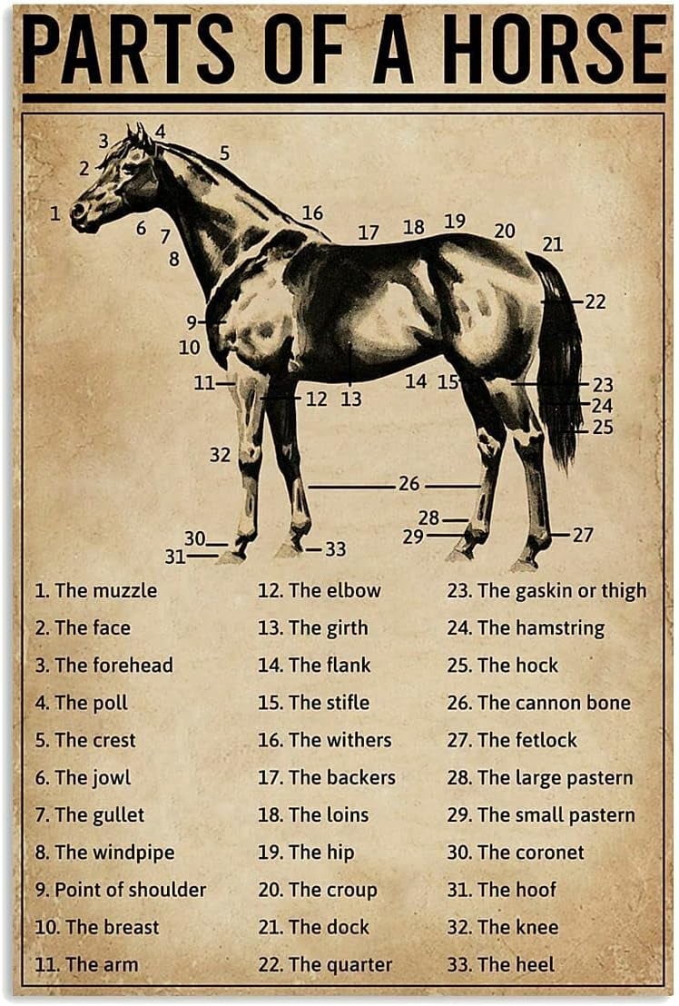 AABERIC Types Of Art Poster Prints 2 (Types Of Ants Vertical Art Poster ...