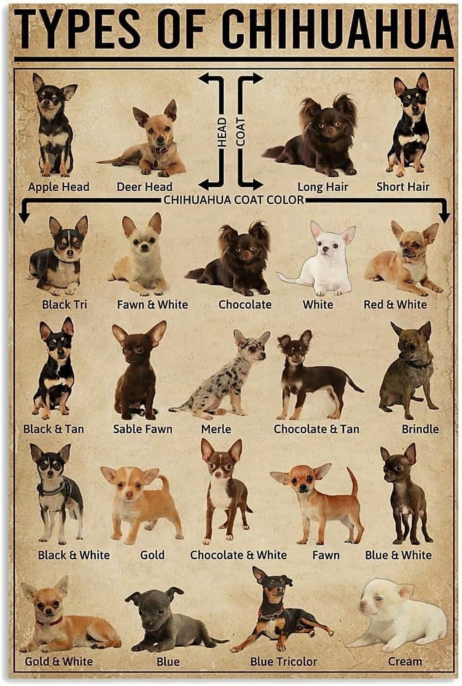 AABERIC Types Of Art Poster Prints 2 (Types Of Ants Vertical Art Poster ...