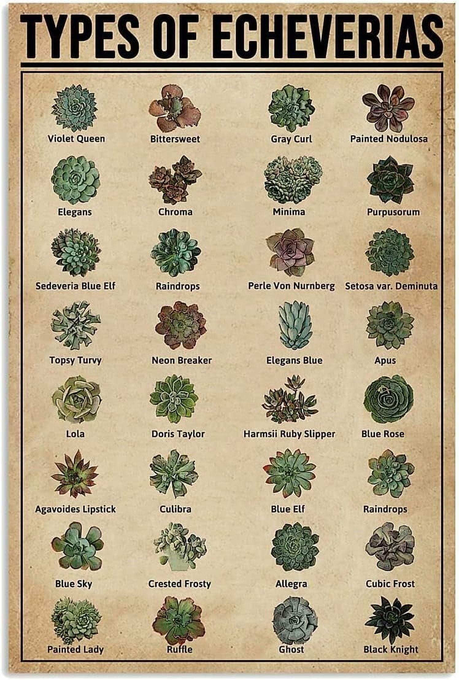 AABERIC Types Of Art Poster Prints 2 (Types Of Ants Vertical Art Poster ...