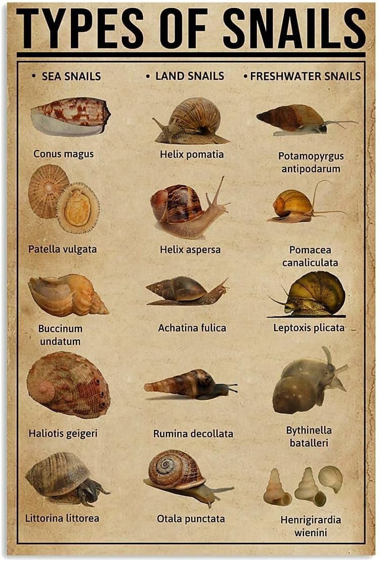 AABERIC Types Of Art Poster Prints 2 (Types Of Ants Vertical Art Poster ...