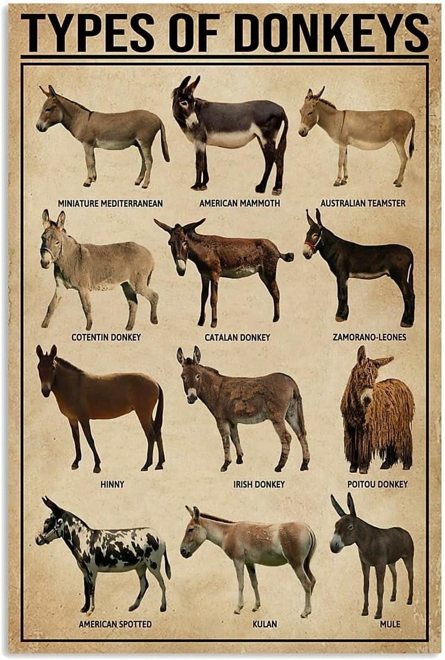 AABERIC Types Of Art Poster Prints 2 (Types Of Ants Vertical Art Poster ...
