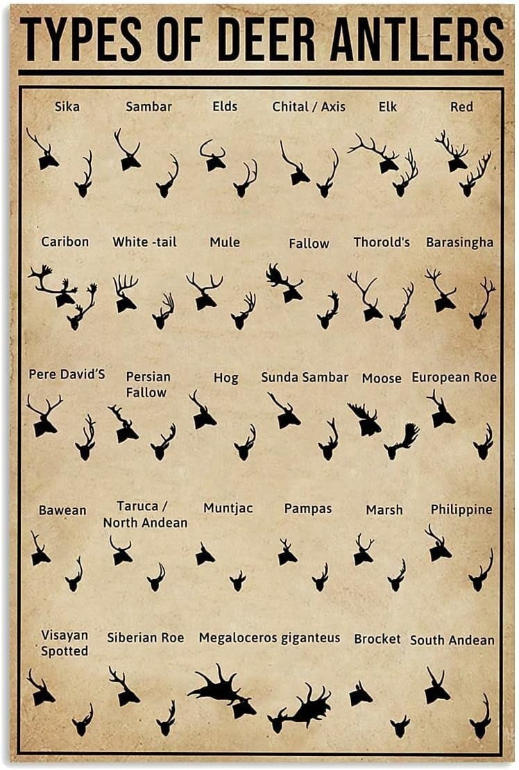 AABERIC Types Of Art Poster Prints 2 (Types Of Ants Vertical Art Poster ...