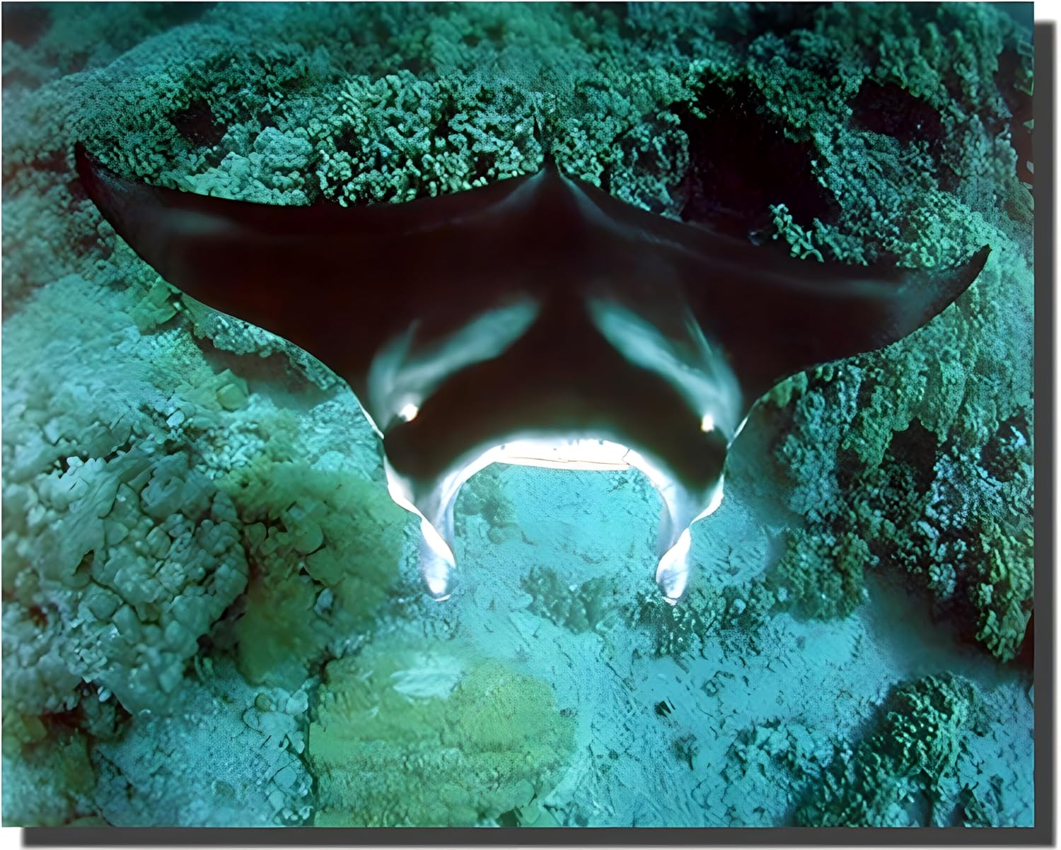 AABERIC Underwater Ocean Animal Manta Ray Sea Life Nature Underwater ...