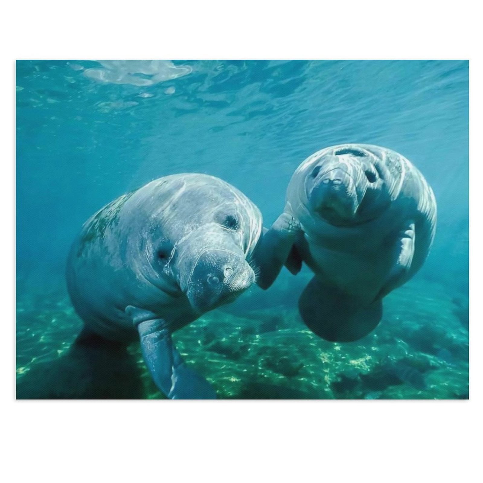 AABERIC Underwater Sea Animal Manatee Poster Canvas Picture Printing ...