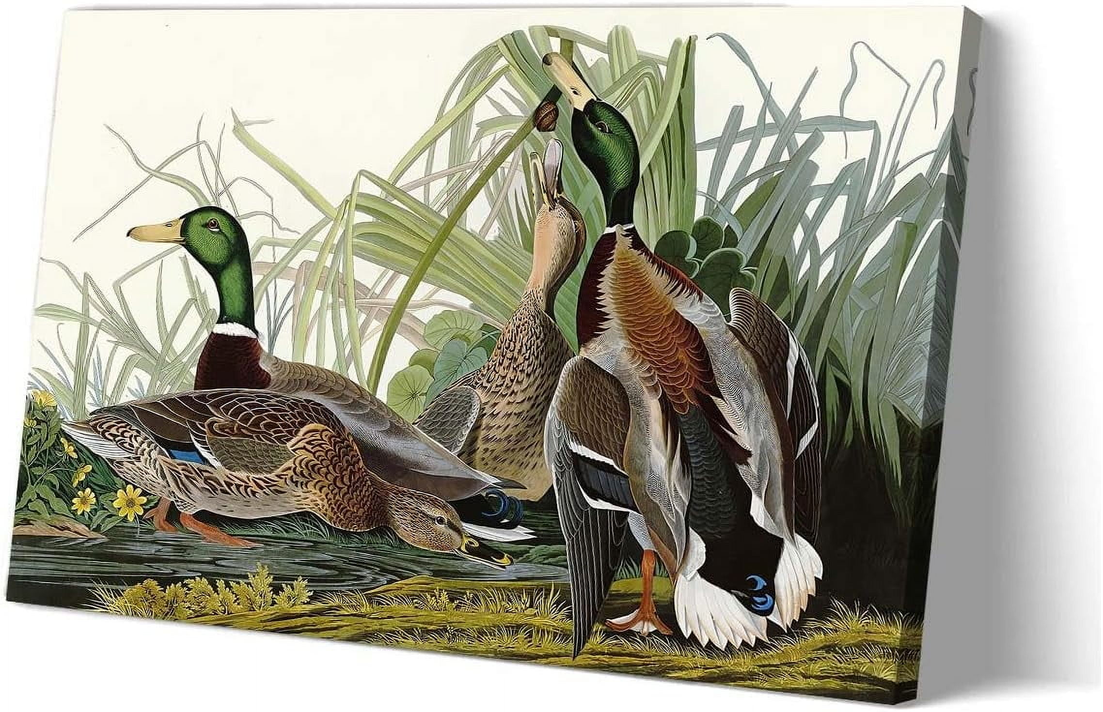 AABERIC Vintage Duck Wall Art Framed Prints Mallard Duck Famous Paintings Posters Animal Canvas ...