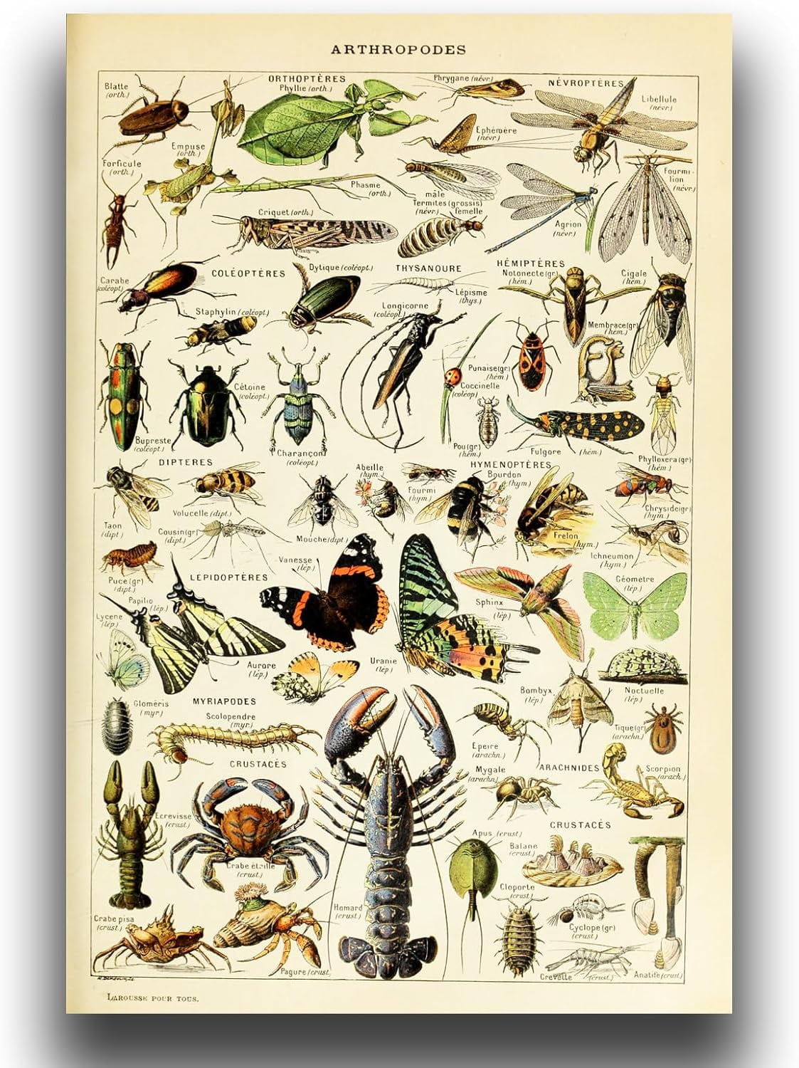 AABERIC Vintage Insect Poster Wall Art Botanical Canvas Print ...