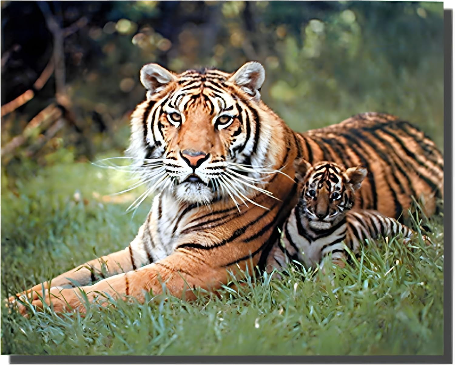 AABERIC Wall Decor Wild Tiger and Cubs Wildlife Animal Art Print Poster ...