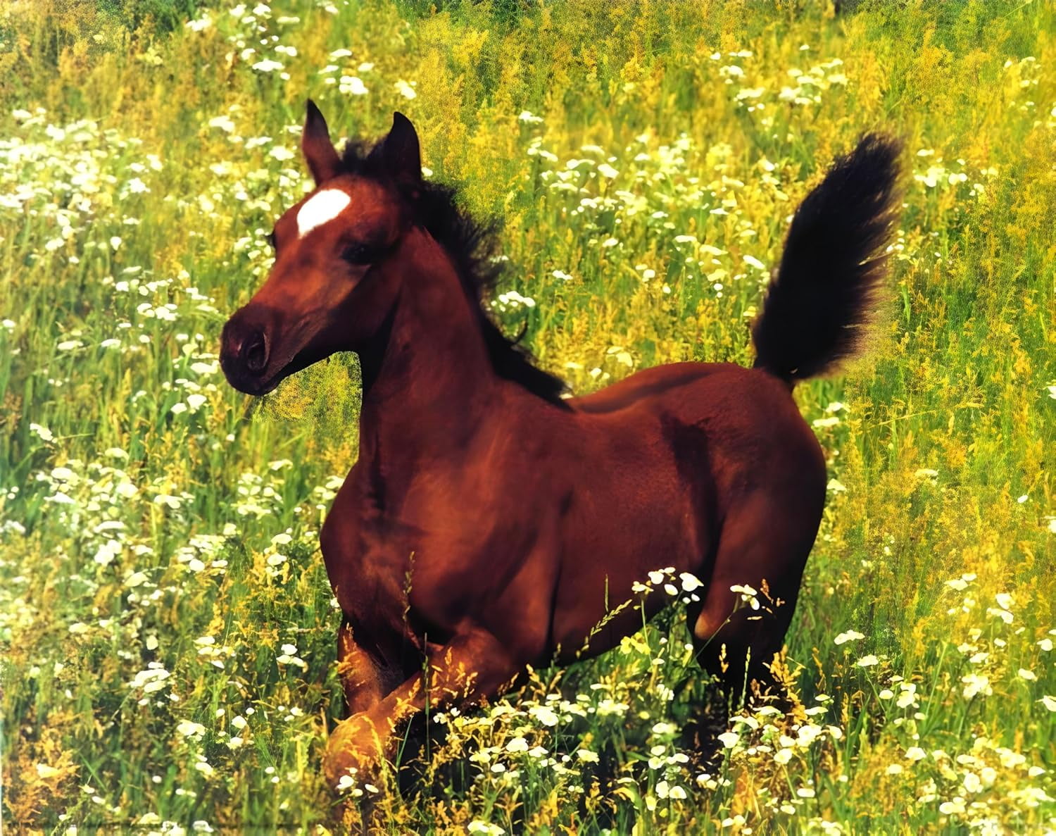 AABERIC Wild Animal Arabian Horse Running Foal Farm Animal Wall Decor ...