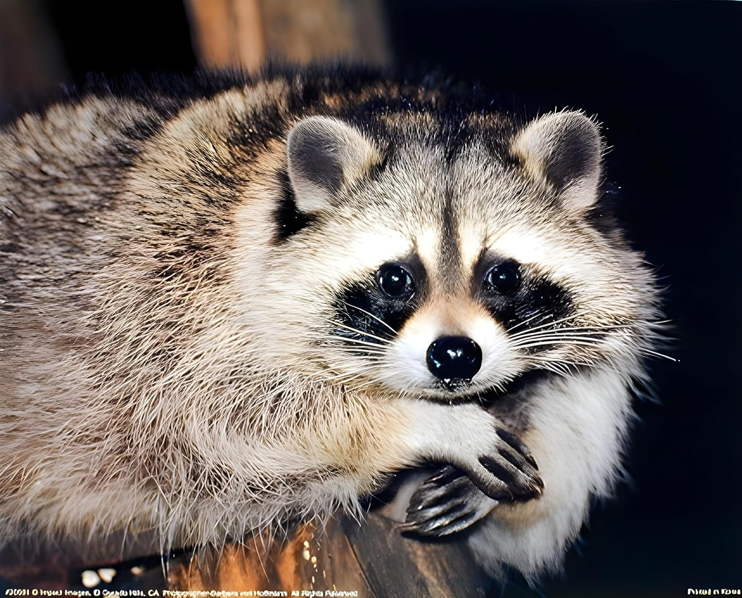 AABERIC Wild Animal Cute Raccoon Wall Decor Close-up Picture Art Print ...