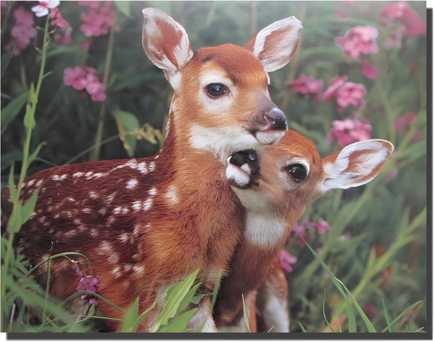 AABERIC Wild Animal Whitetail Mule Deer Fawn Wall Decor Art Print ...