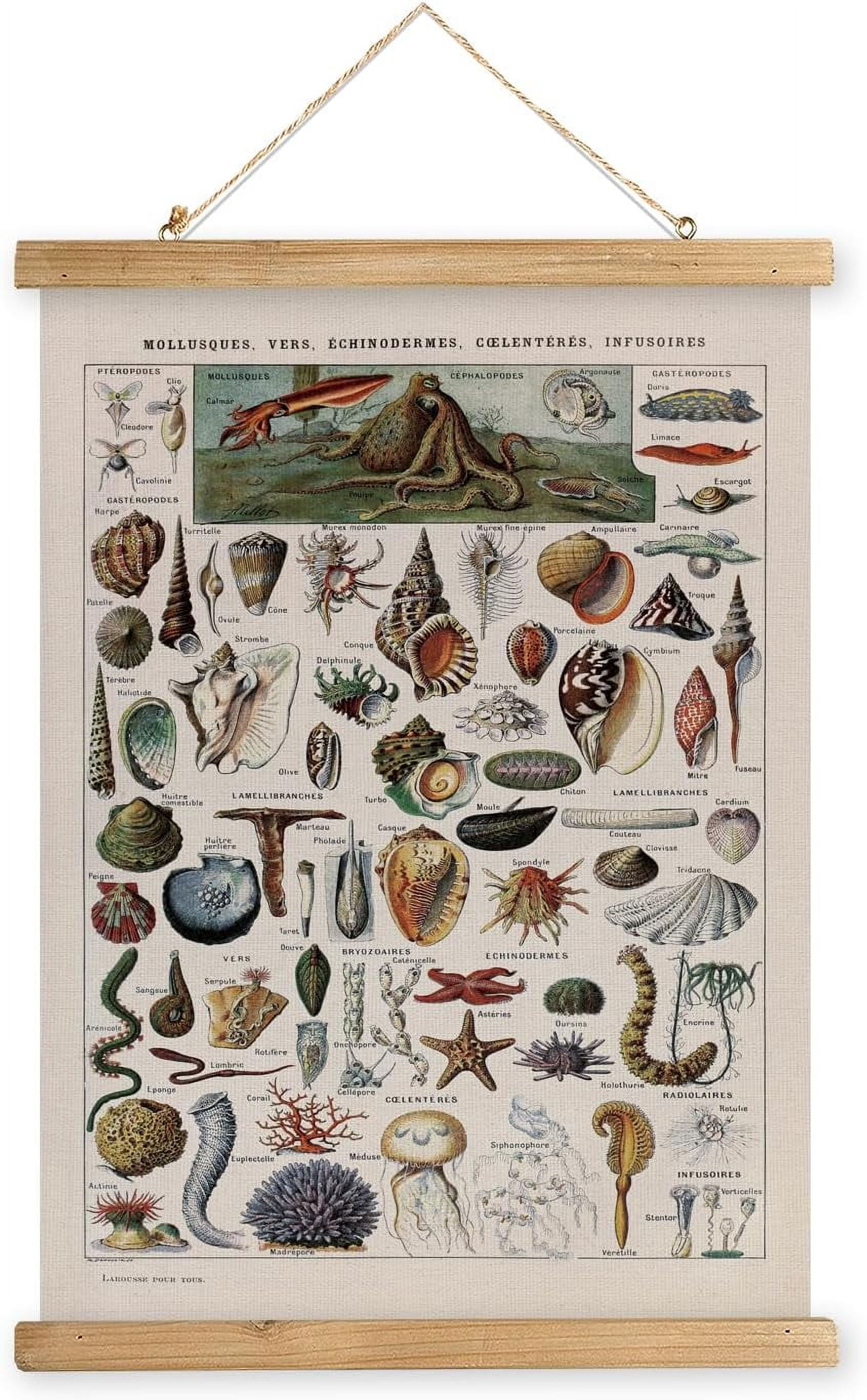AABERIC Winter Wildlife Educational Poster - Illustrated Arctic Animals ...