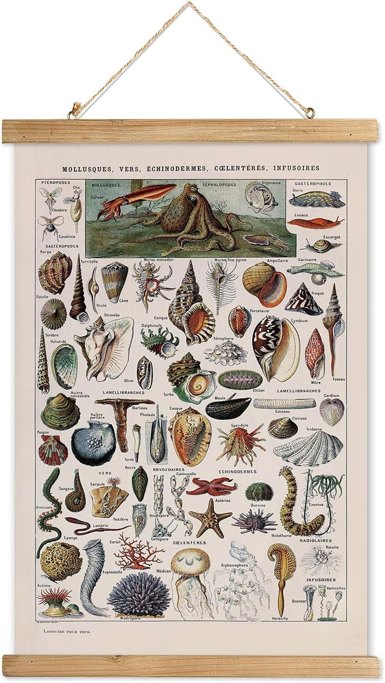 AABERIC Winter Wildlife Educational Poster - Illustrated Arctic Animals ...