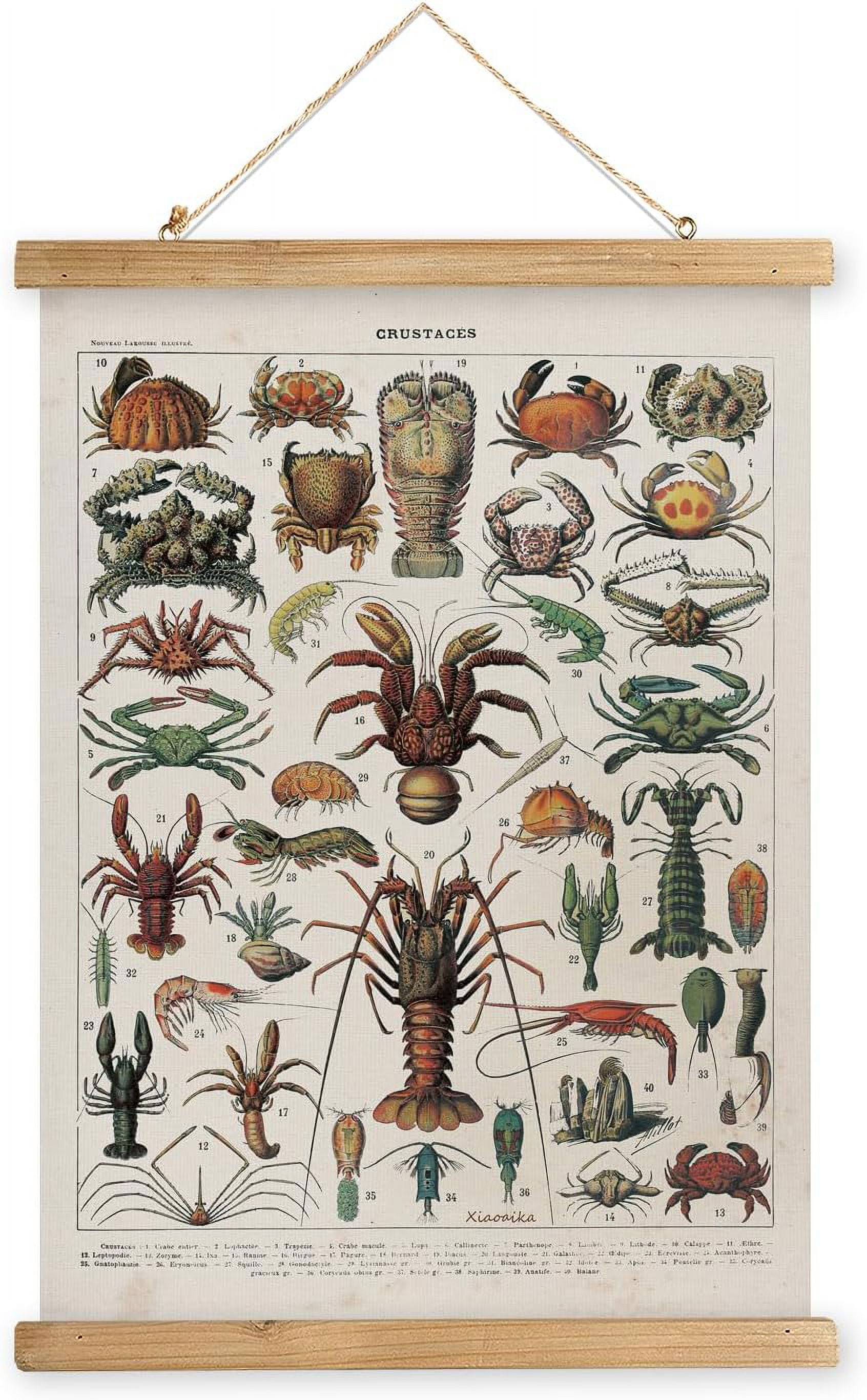 AABERIC Winter Wildlife Educational Poster - Illustrated Arctic Animals ...