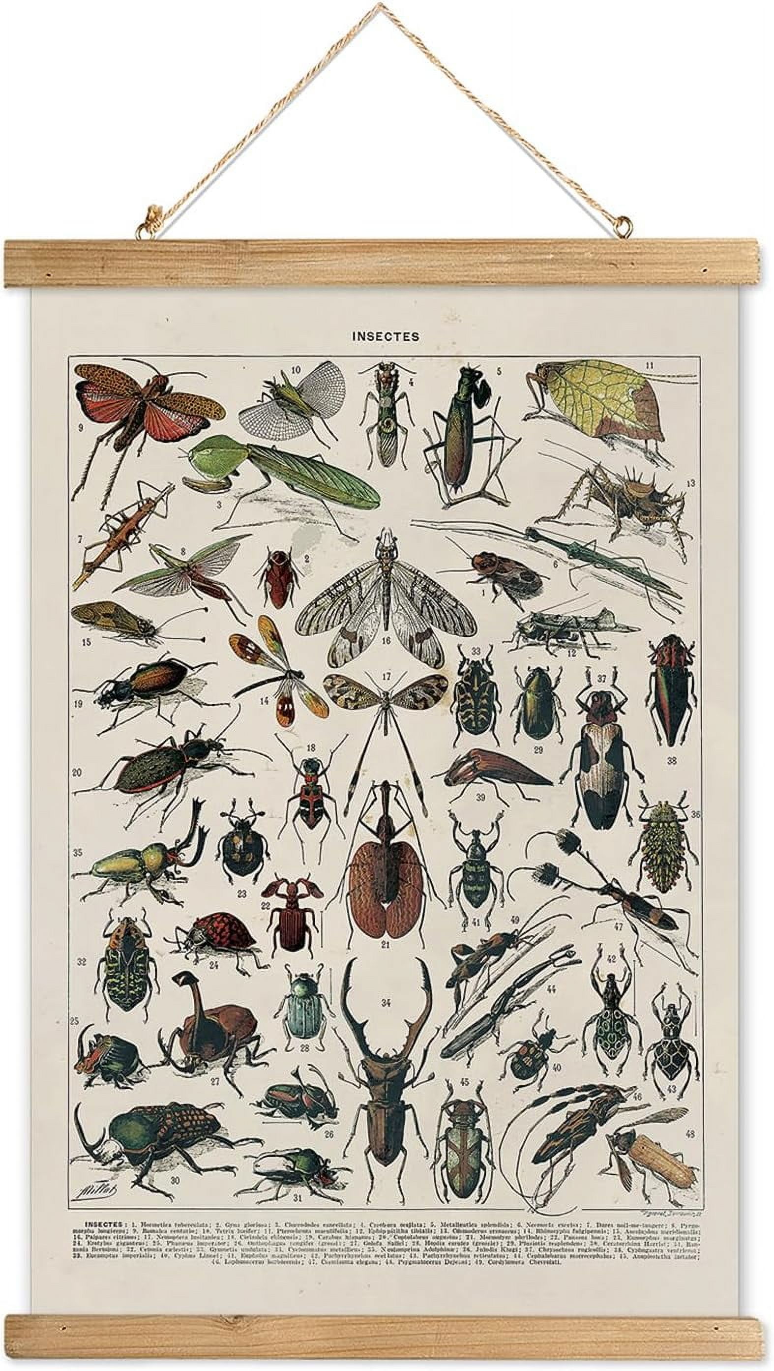 AABERIC Winter Wildlife Educational Poster - Illustrated Arctic Animals ...