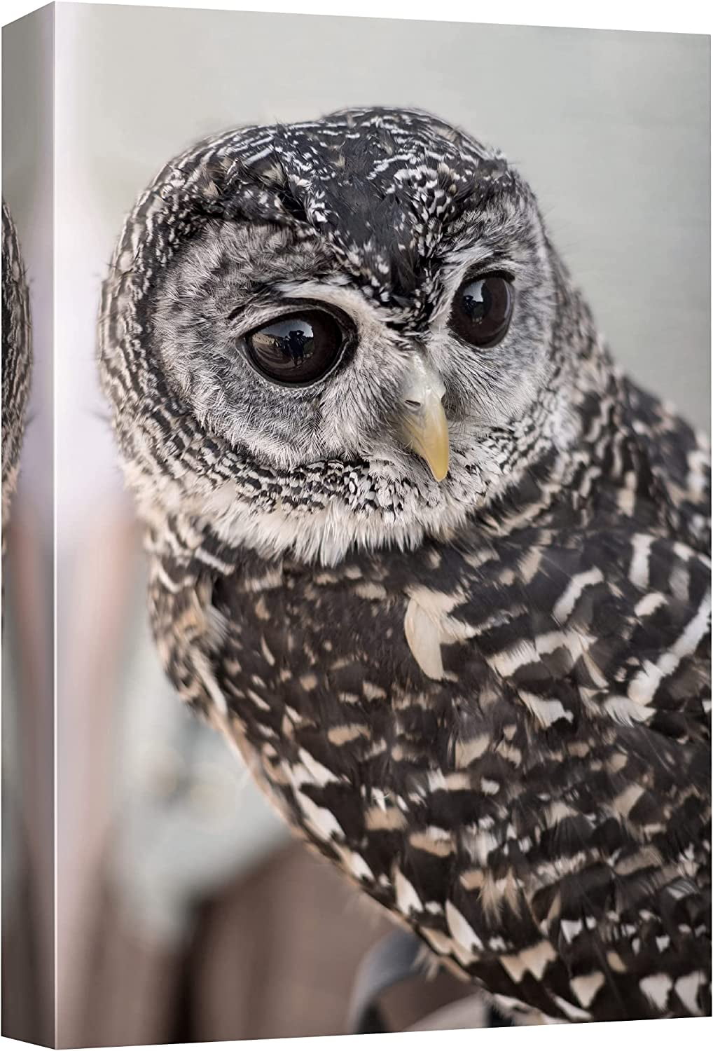 AAzaqTin-Canvas Print Wall Art Gray Owl with Bokeh Camera Effect ...