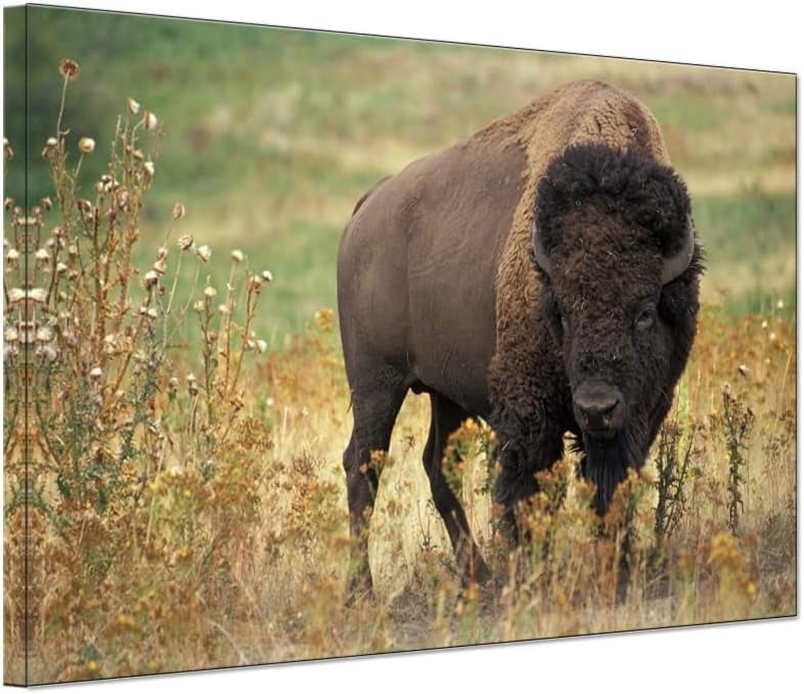 AAzaqTin-Cow Farmhouse Bedroom Wall Art Bison Animals Wildlife Artwork ...