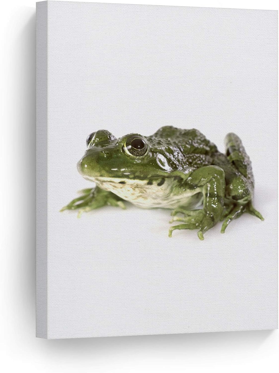 AAzaqTin-Portrait of Green Northern Leopard Frog Animal Canvas Wall Art ...