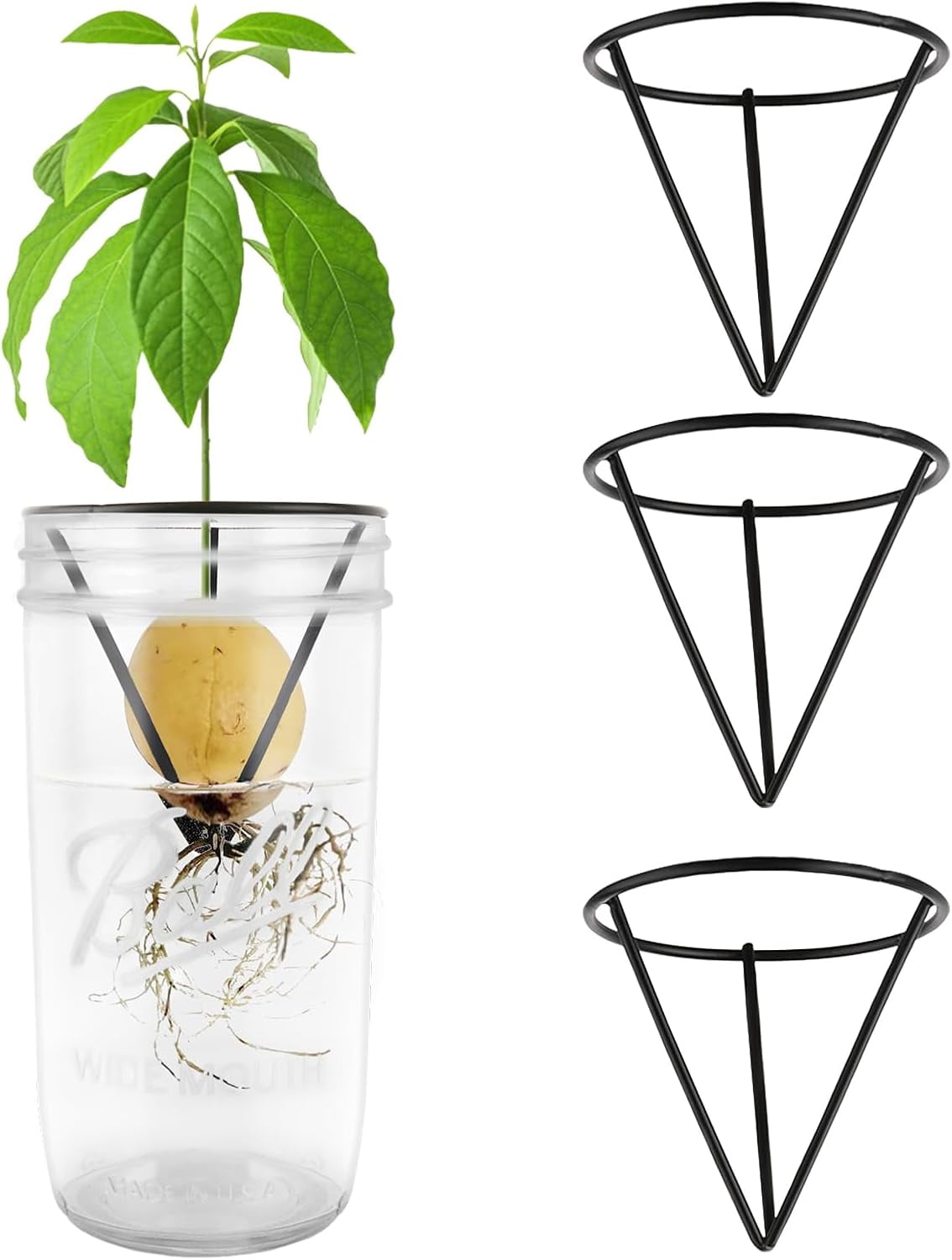 ABCISI 4Pcs Avocado Seed Starter Rack for Mason Jar of Wide-Mouth ...