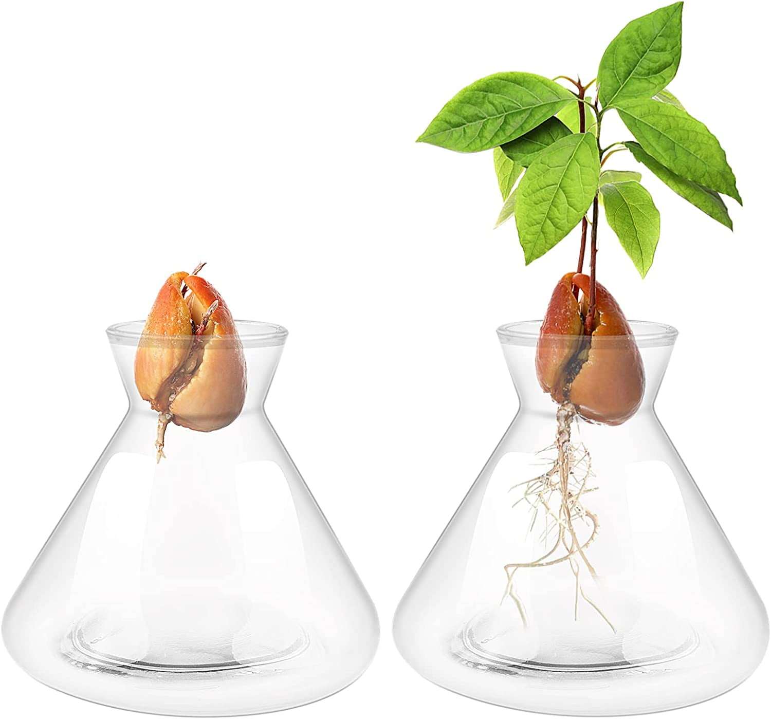 ABCISI Avocado Seed Starter Vases, Pit Planter Pot Avocado Tree Growing ...