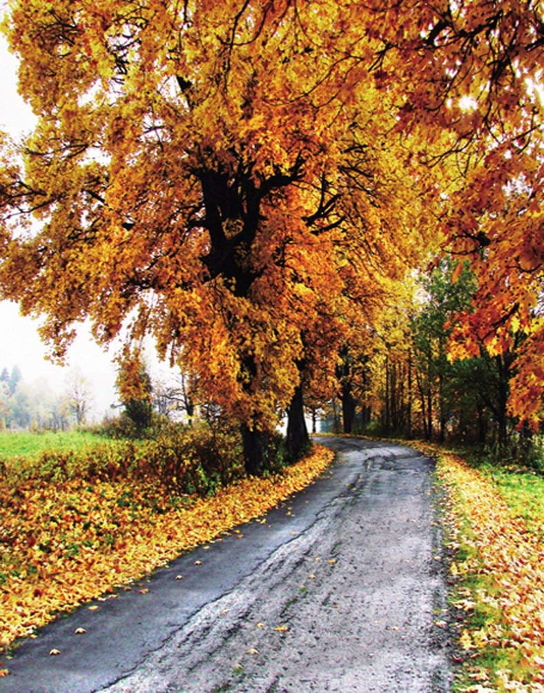 ABPHOTO Polyester 5x7ft Autumn Fall Yellow Tree Leaves Photography ...