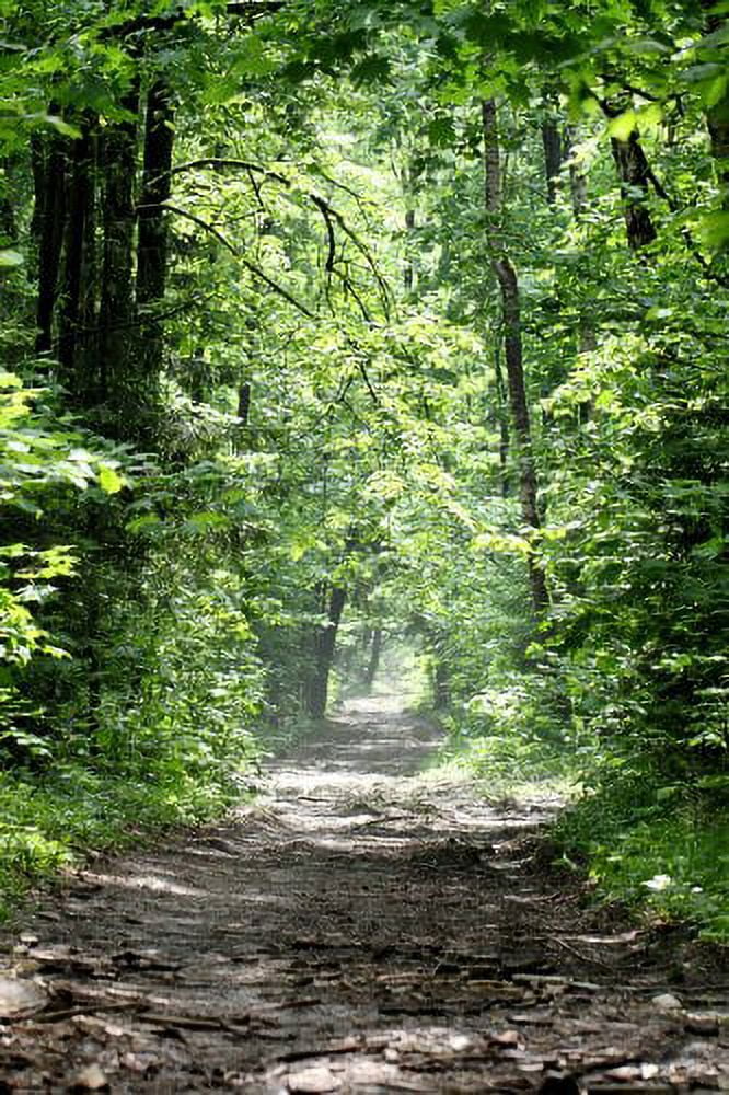 ABPHOTO Polyester 5x7ft Deep forest path landscape Photography art ...