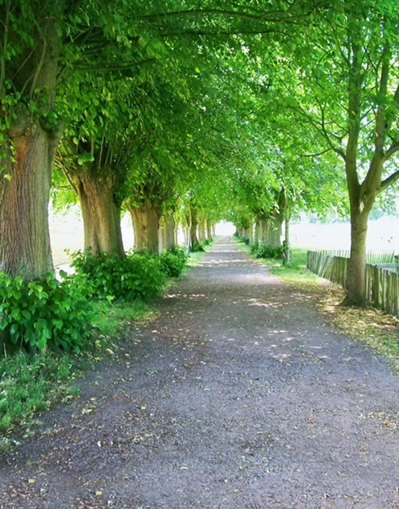 ABPHOTO Polyester 5x7ft Green Tree Street Photography Backdrops Photo ...