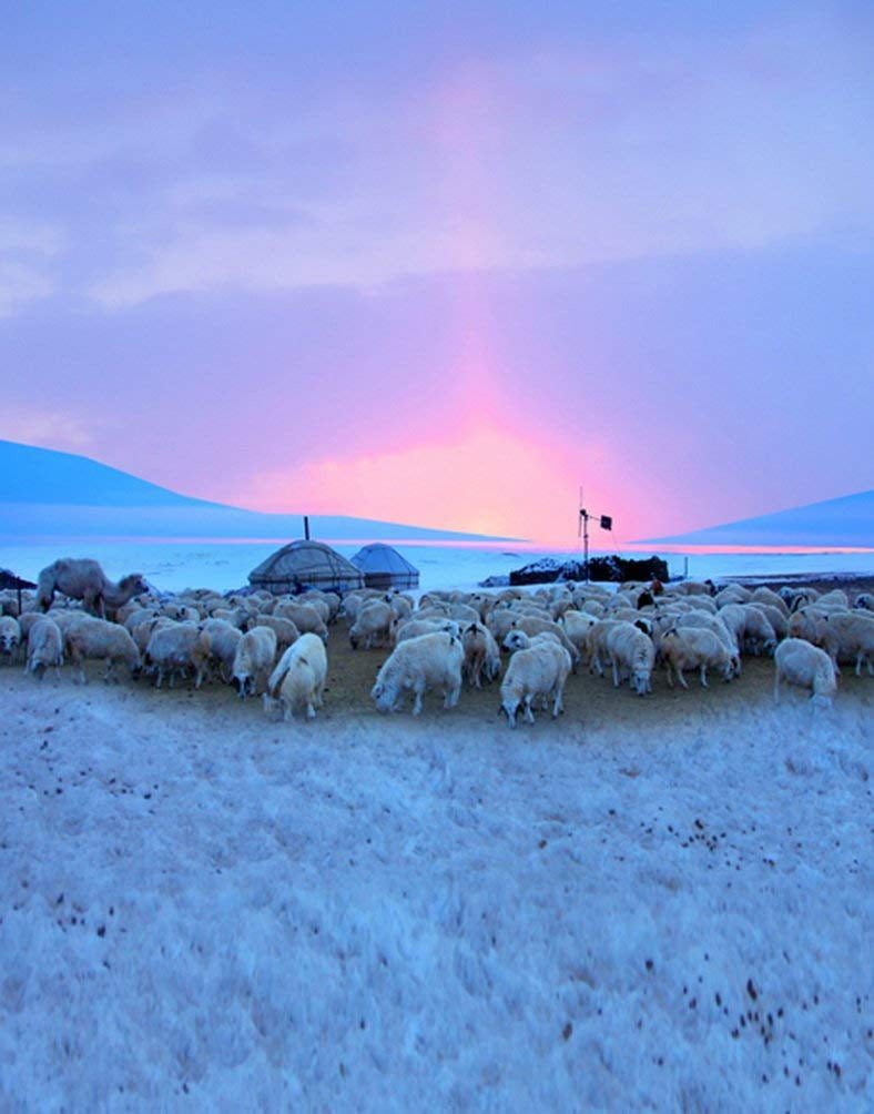 ABPHOTO Polyester 5x7ft Sheep Sunrise Photography Backdrops Photo Props ...