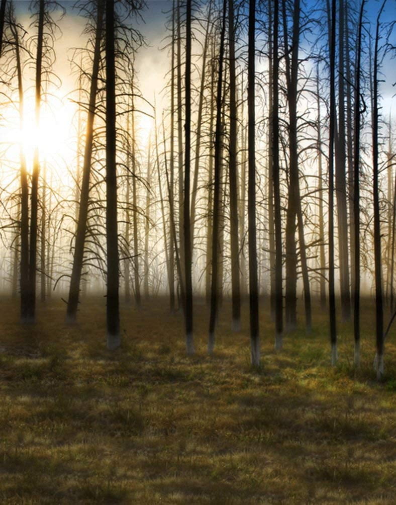 ABPHOTO Polyester 5x7ft Tree Sunrise Photography Backdrops Photo Props ...