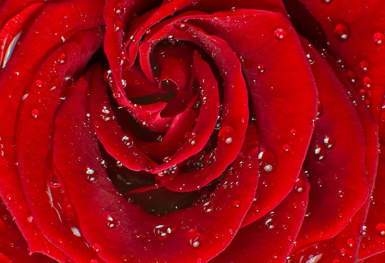 ABPHOTO Polyester 7x5ft Red Background Photography Bride Groom Portrait ...