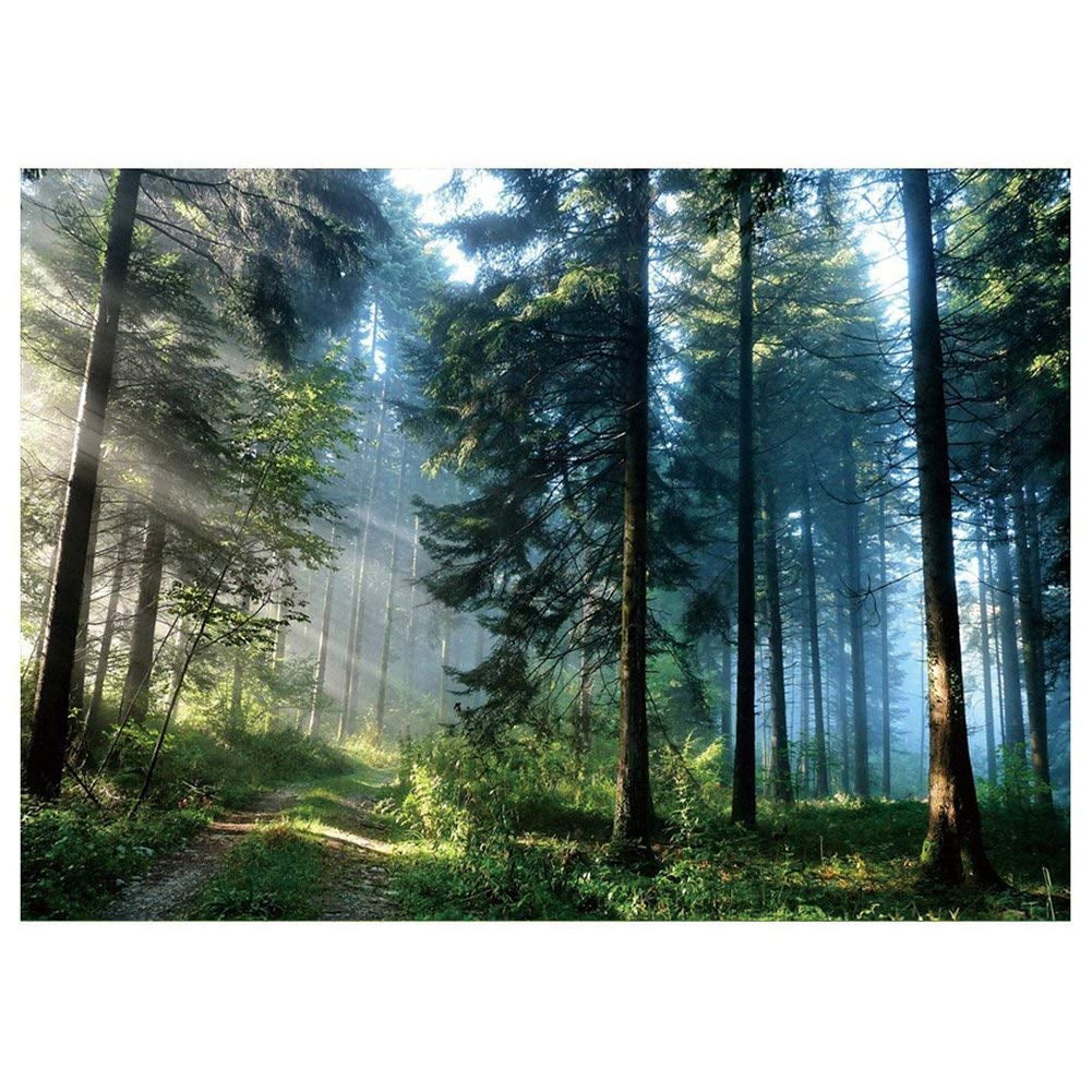 ABPHOTO Polyester Forest Road under the Sun Backdrops 7x5ft Photography ...