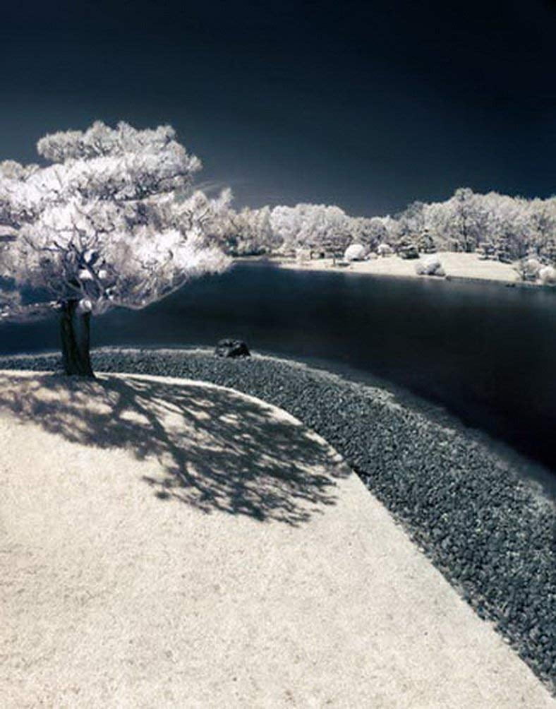 ABPHOTO Polyester Nature River Tree Photography Backdrops Photo Props ...