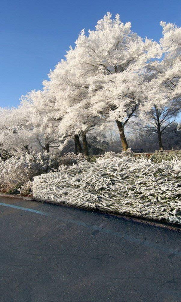 ABPHOTO Polyester White Tree Photography Backdrops Photo Props Studio ...