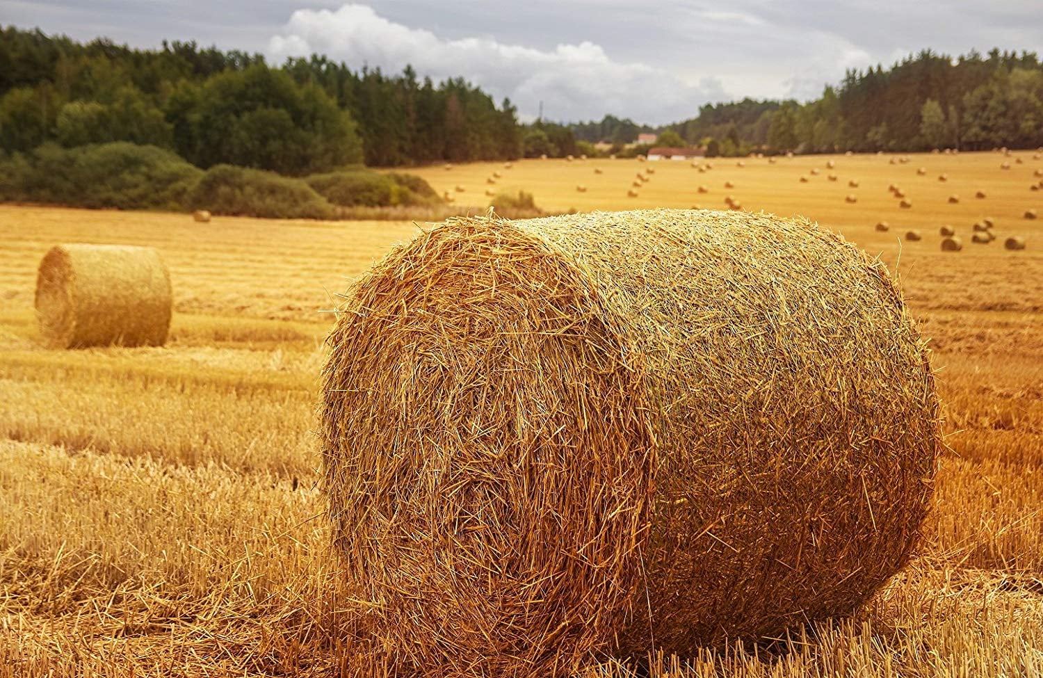 ABPHOTO Polyester Yellow Farm Backdrops Autumn Photography Background ...