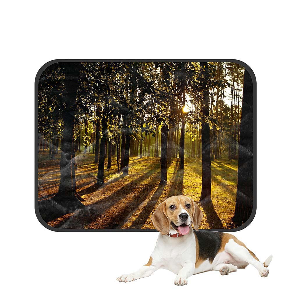ABPHQTO Beams Of Light Shine Through The Trees In Summer Forest Pet Dog ...