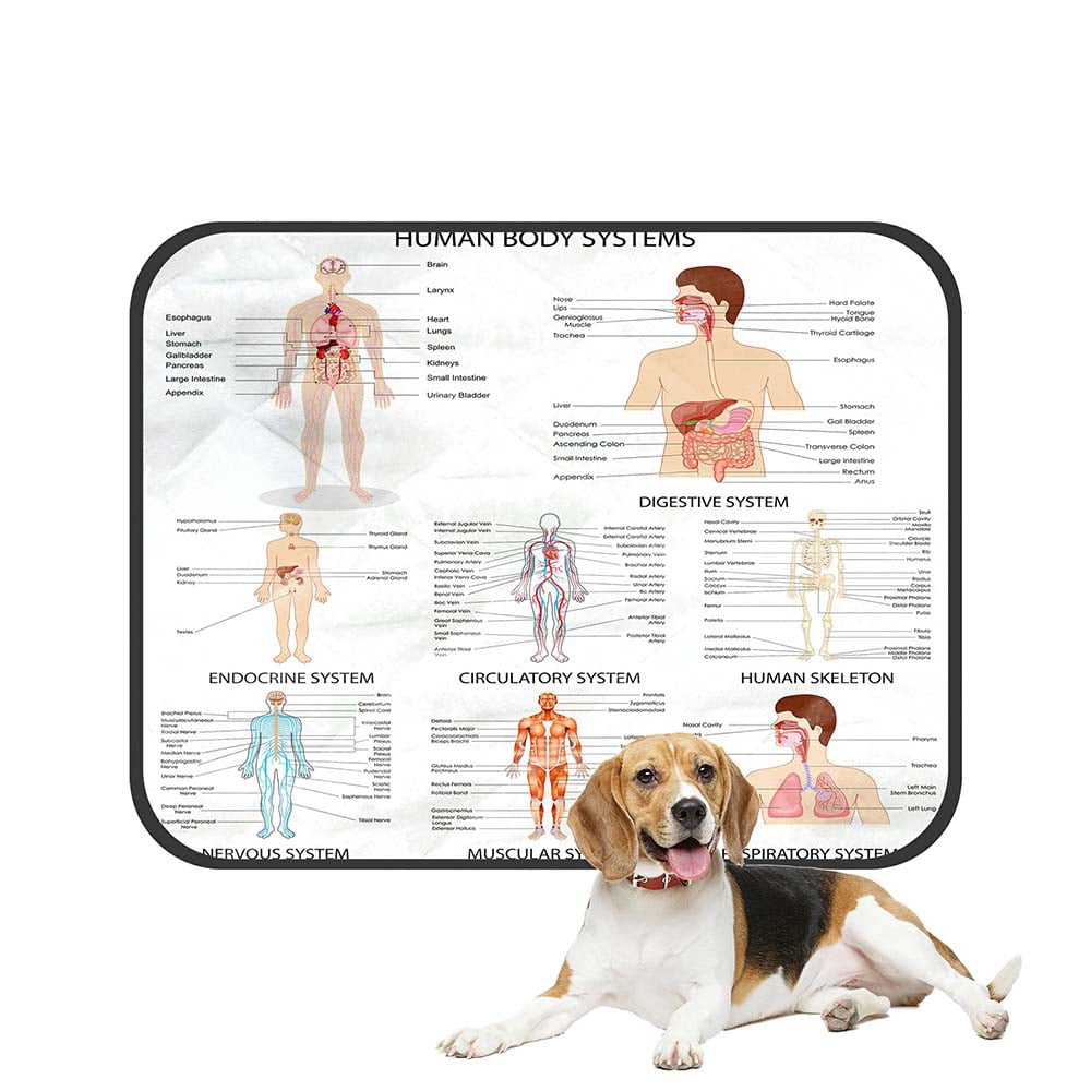 ABPHQTO Complete Chart Different Human Organ System Pet Dog Cat Bed Pee ...