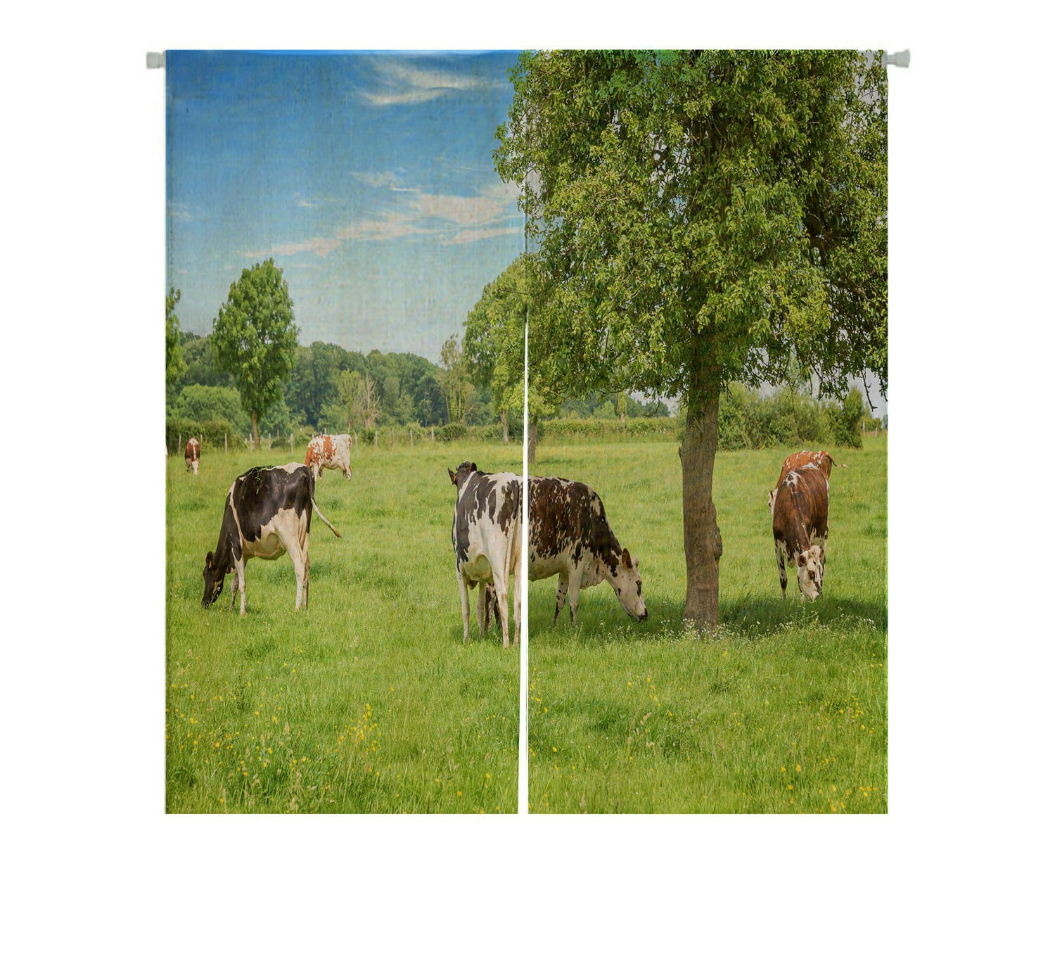 ABPHQTO Norman Black And White Cows Grazing On Grassy Green Field ...