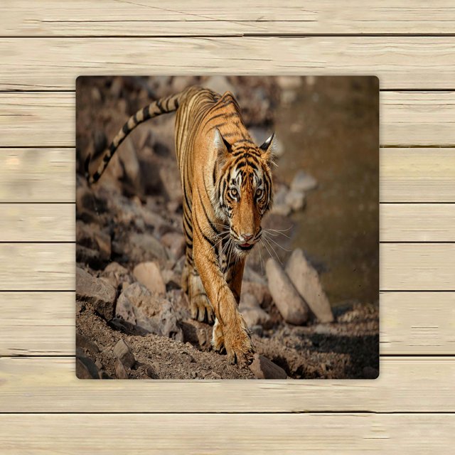 ABPHQTO Tiger In The Nature Habitat Towels Beach Bath Pool Sprot Travel ...