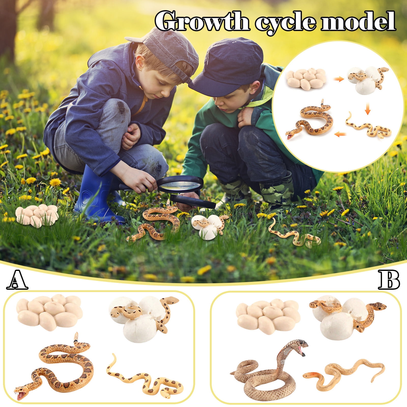 ABPWLY Toys Snake Growth Life Cycle Playset Educational Classroom Toys ...