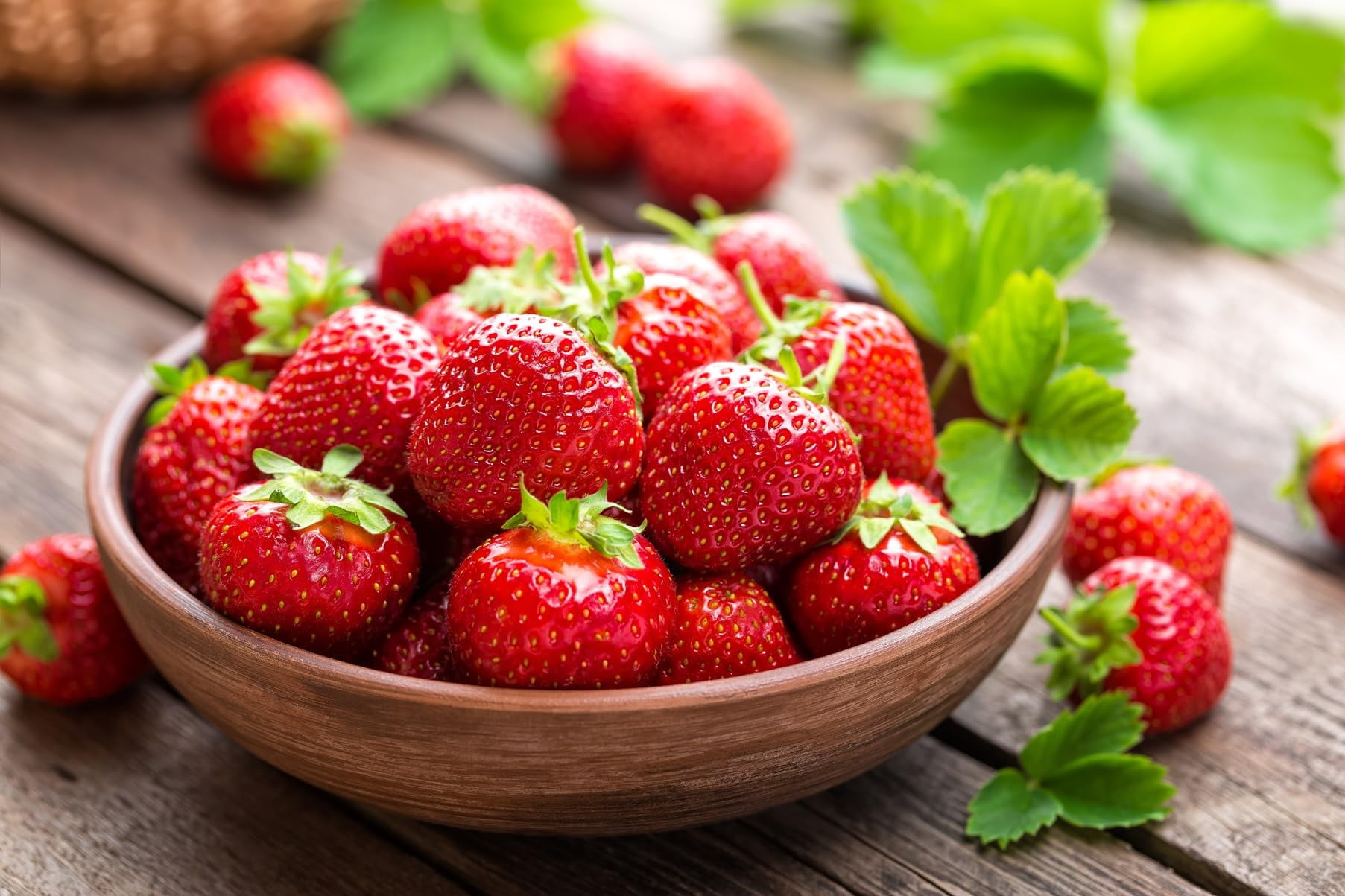AC Wendy Strawberry Roots to Grow - Large and Delicious Red ...