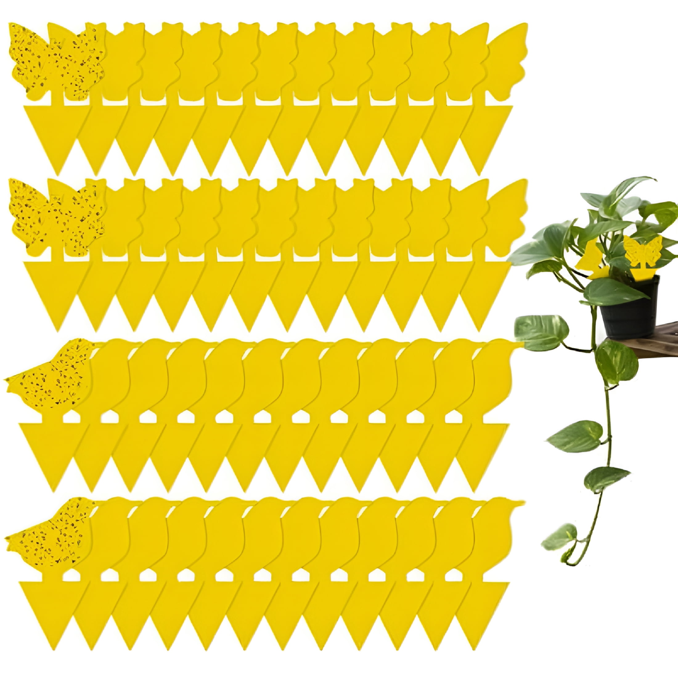 ACDANC 48 Pack Plant Sticky Trap Fungus Gnat Traps Killer for Indoor ...